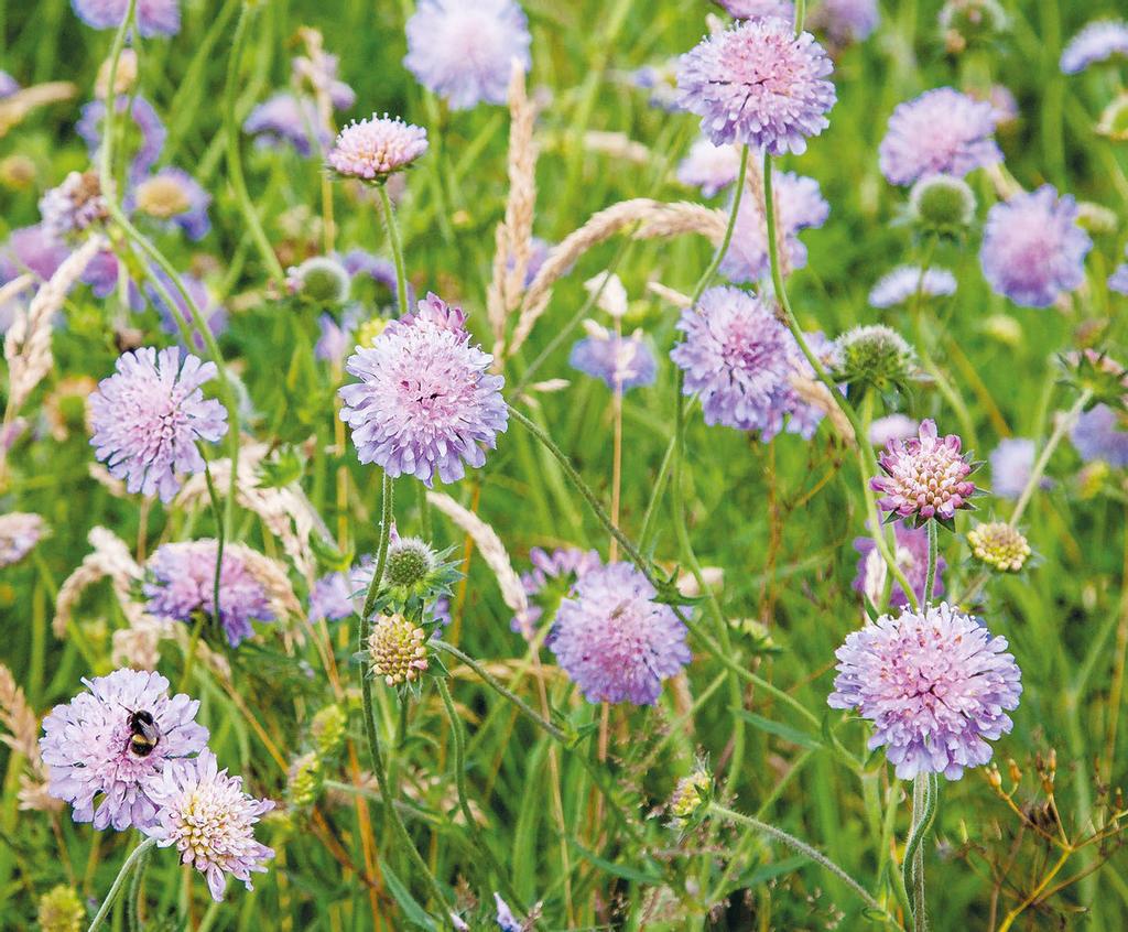 Native Versus Non-native - Amateur Gardening | Everand Native Versus Non-native - Amateur Gardening | Everand